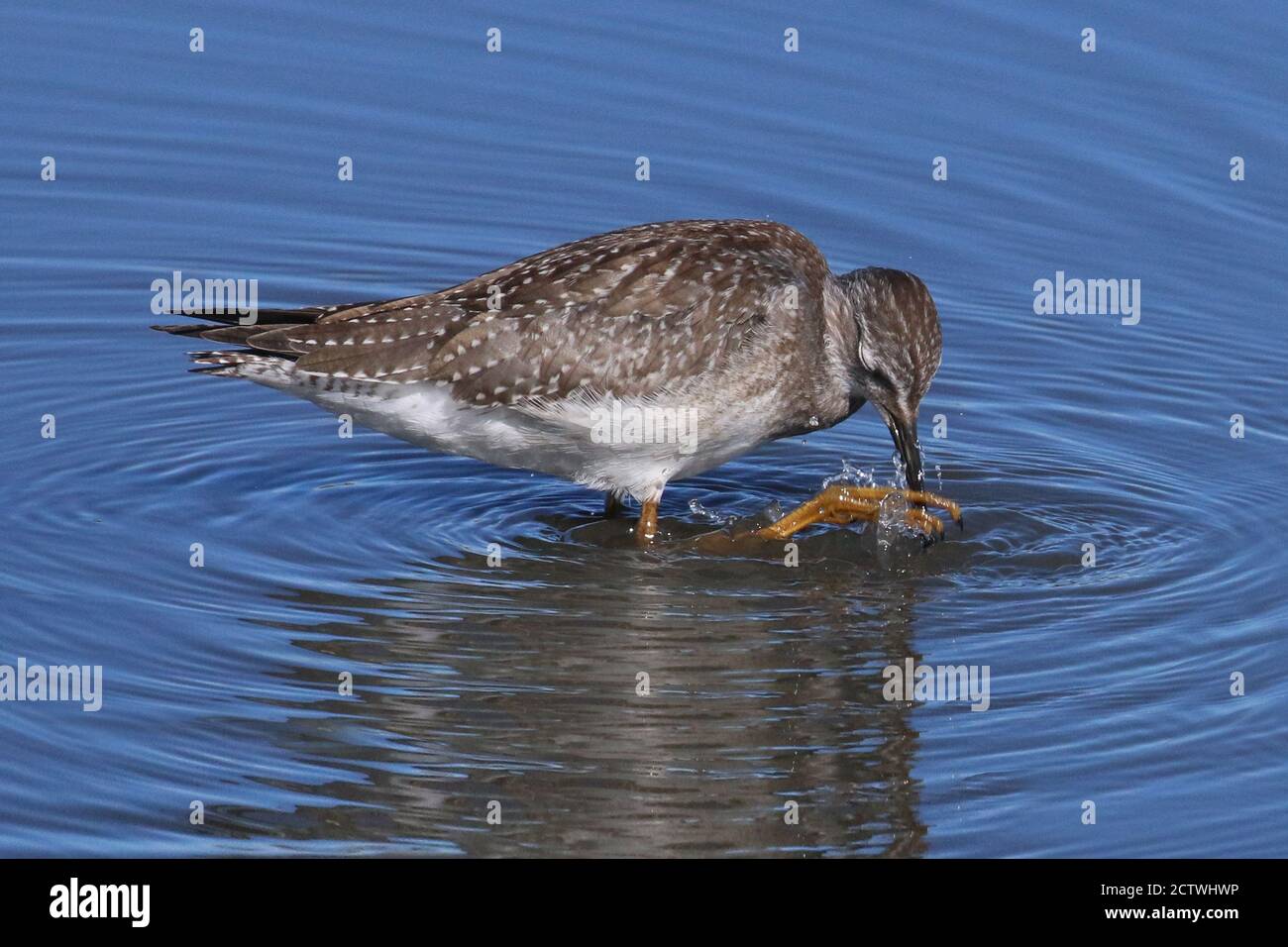 Greater and Lesser Yellow legs feeding and flying Stock Photo - Alamy