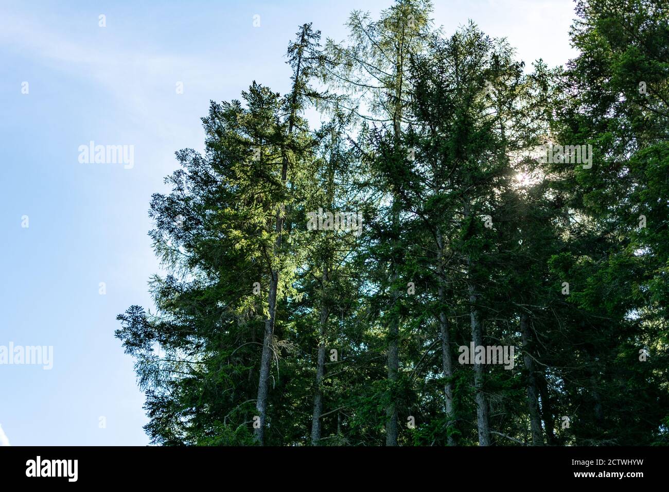 View looking up from the ground to blue sky and green trees background ...