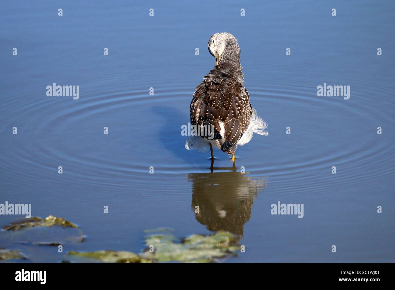 Greater and Lesser Yellow legs feeding and flying Stock Photo - Alamy