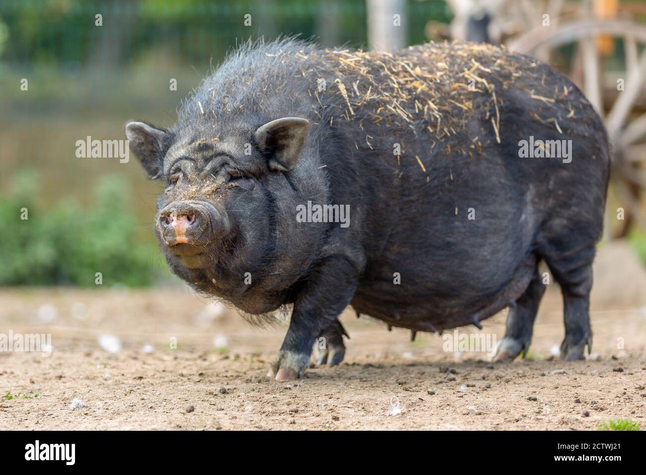 Fat bellied hi-res stock photography and images - Alamy