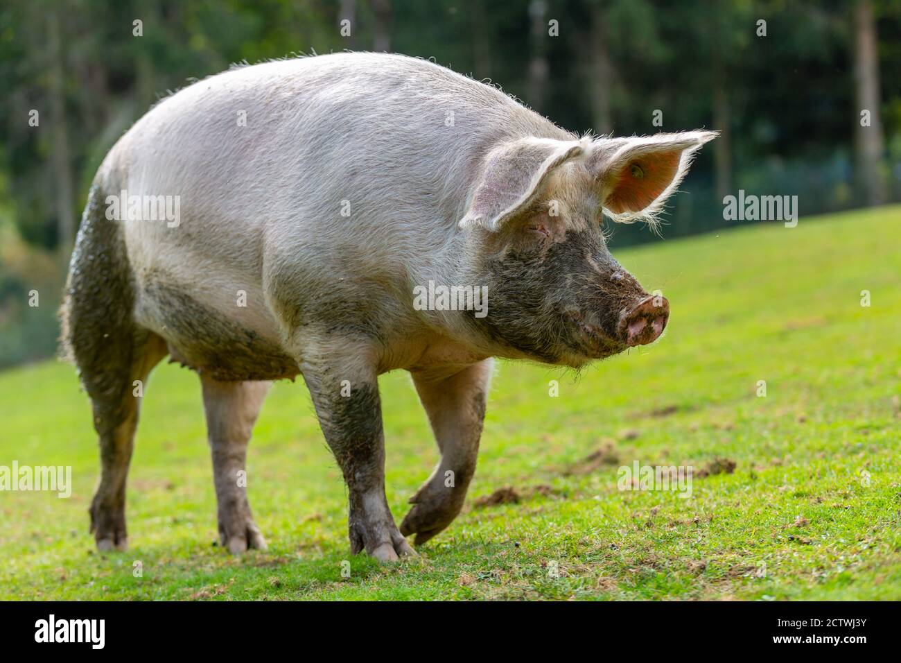 Portrait of a pig at a farm Stock Photo - Alamy