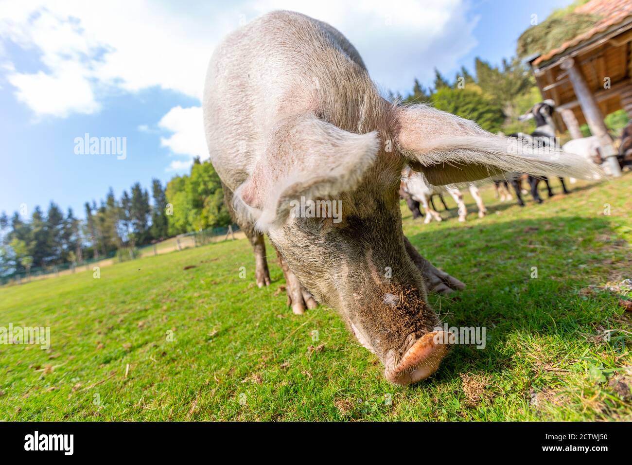 Portrait of a pig at a farm Stock Photo - Alamy