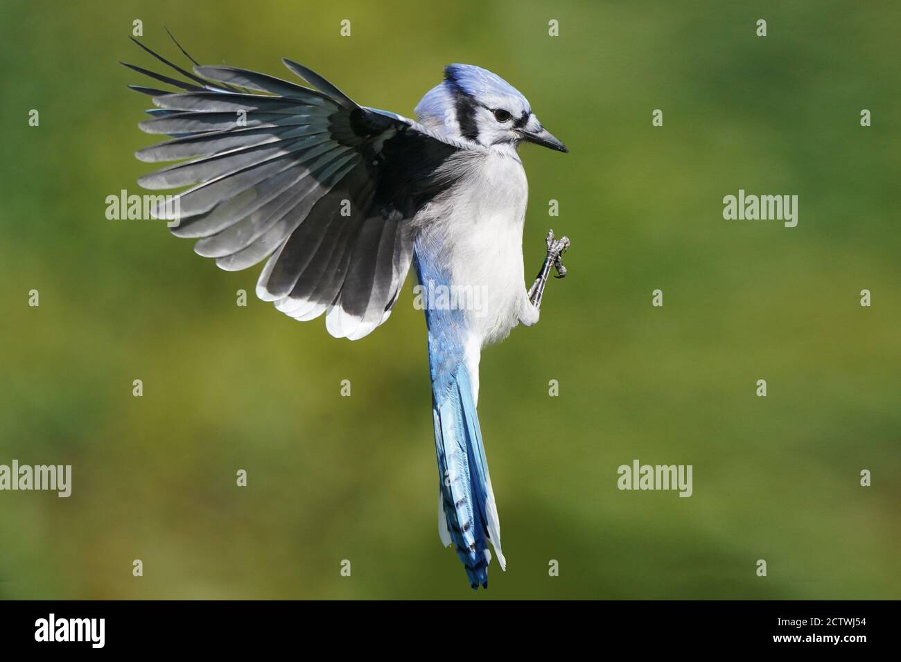 Blue Jay Fighting