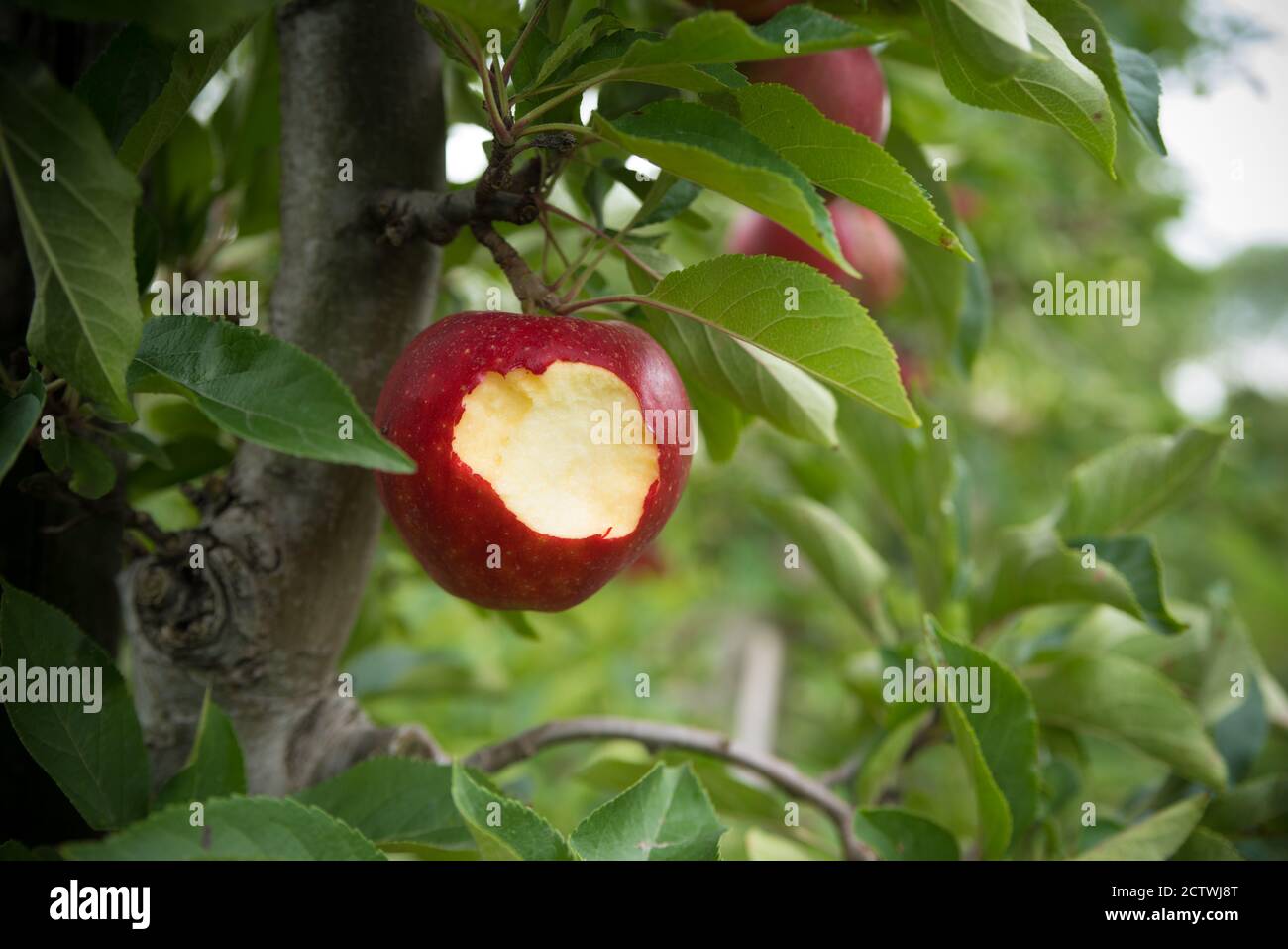 bite out of an apple still hanging on the tree Stock Photo - Alamy