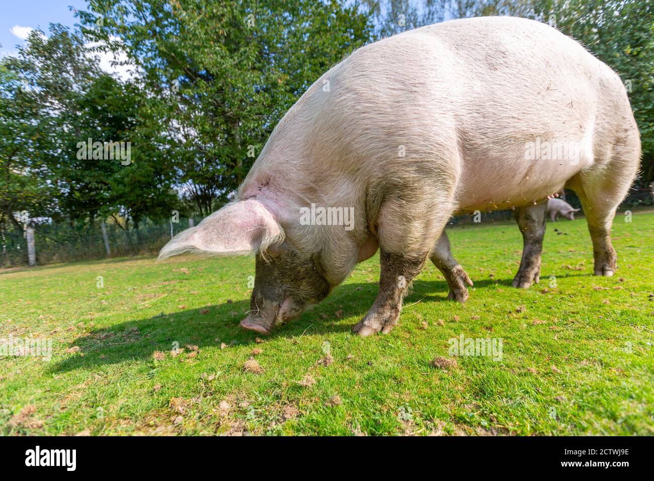 Portrait of a pig at a farm Stock Photo - Alamy