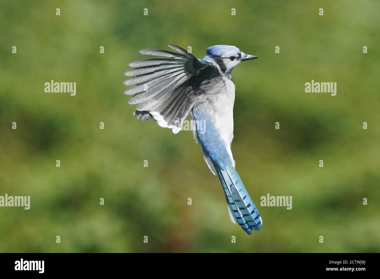 Blue Jays fighting over food at feeder Stock Photo - Alamy