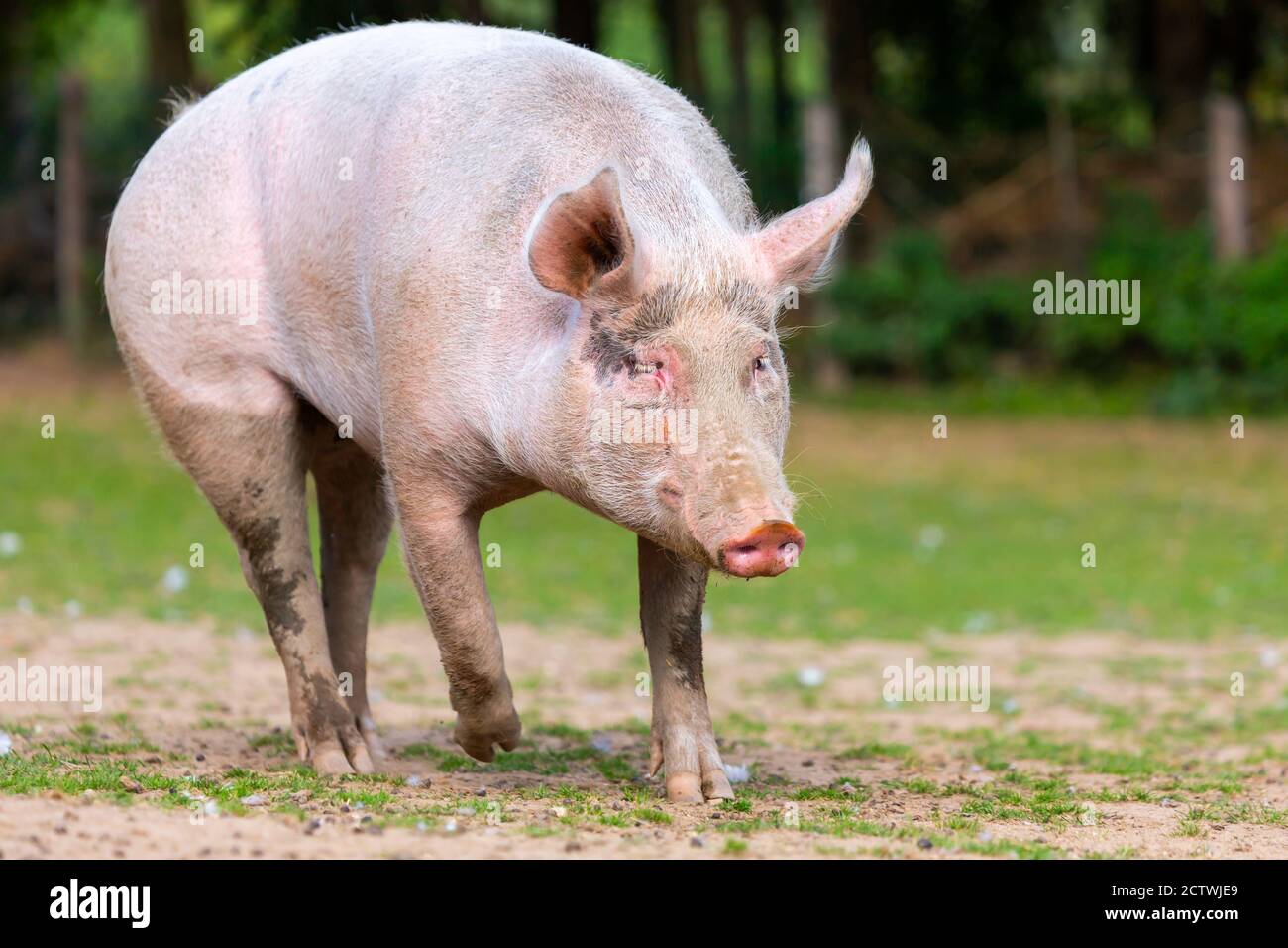 Portrait of a pig at a farm Stock Photo - Alamy