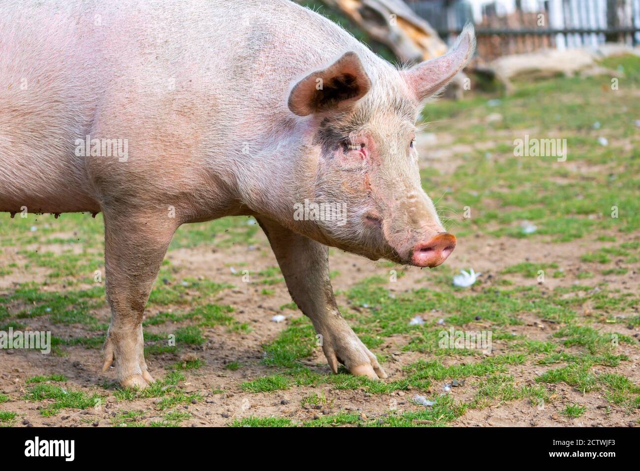 Portrait of a pig at a farm Stock Photo - Alamy