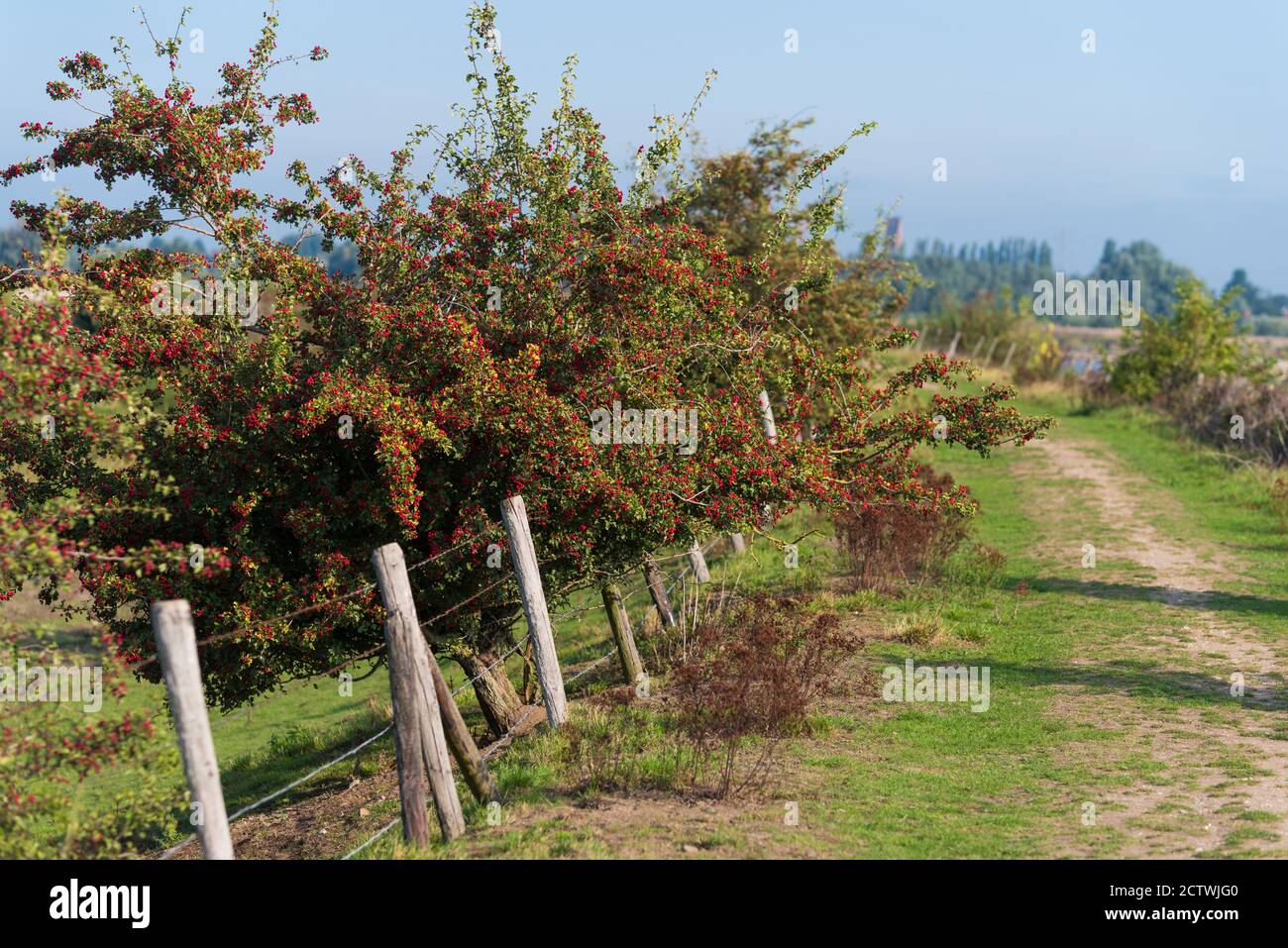 Hawthorn bushes hi-res stock photography and images - Alamy