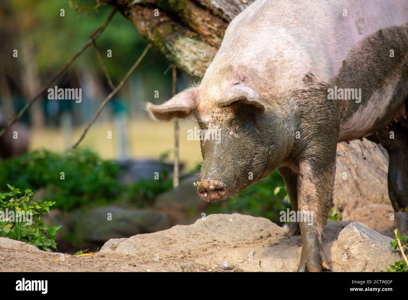 Portrait of a pig at a farm Stock Photo - Alamy