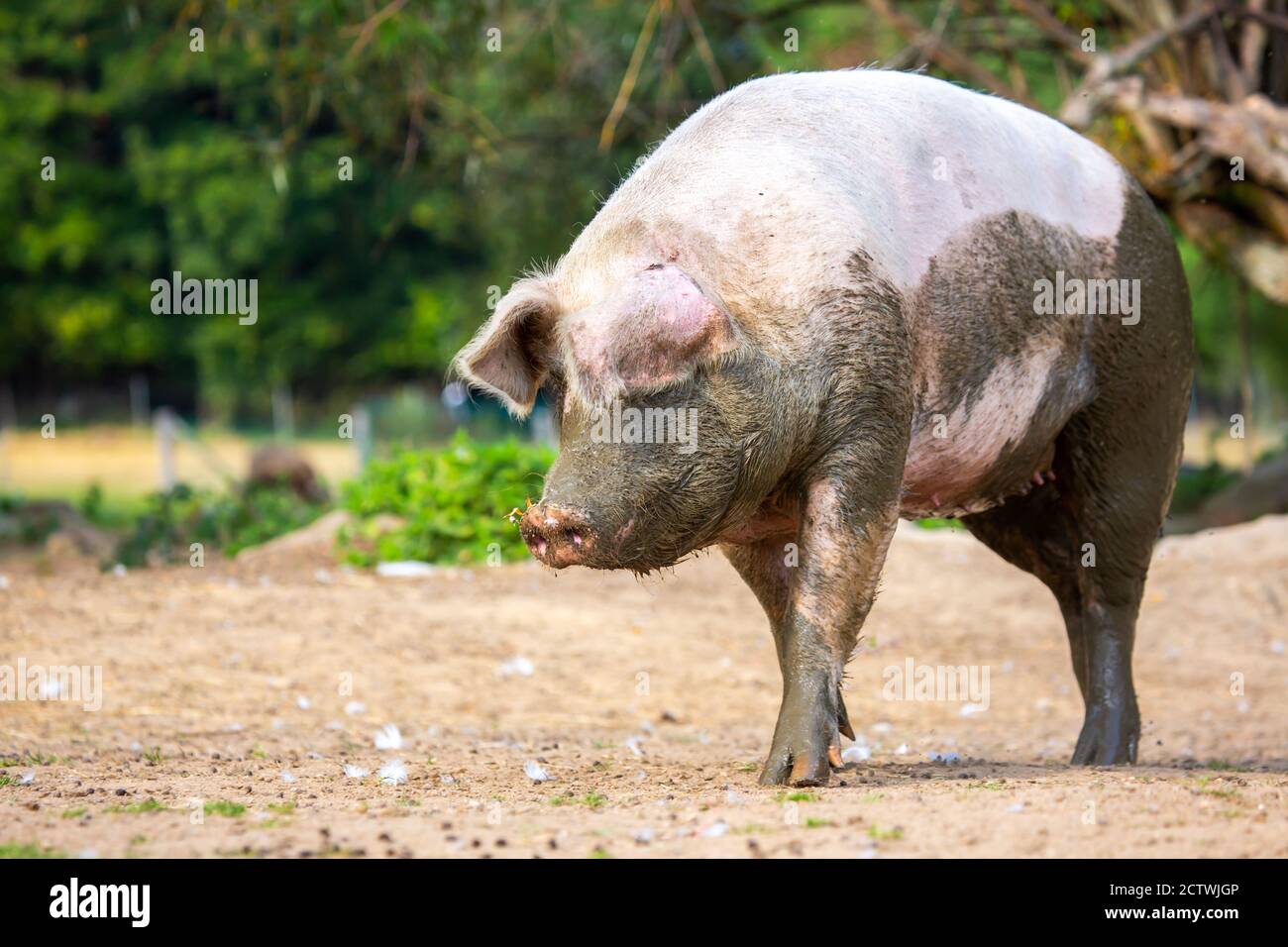 Portrait of a pig at a farm Stock Photo - Alamy