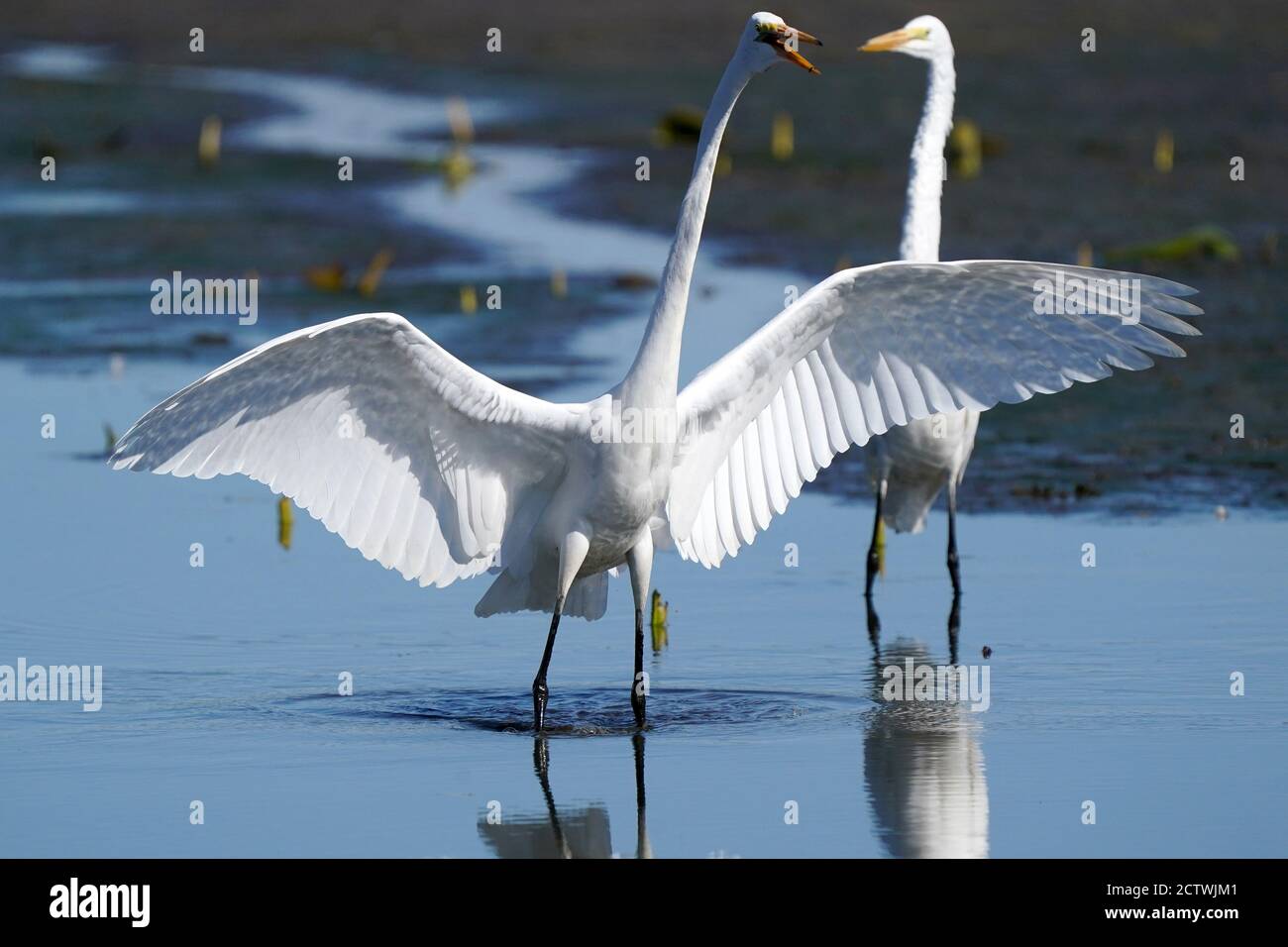 Fighting great egrets hi-res stock photography and images - Alamy