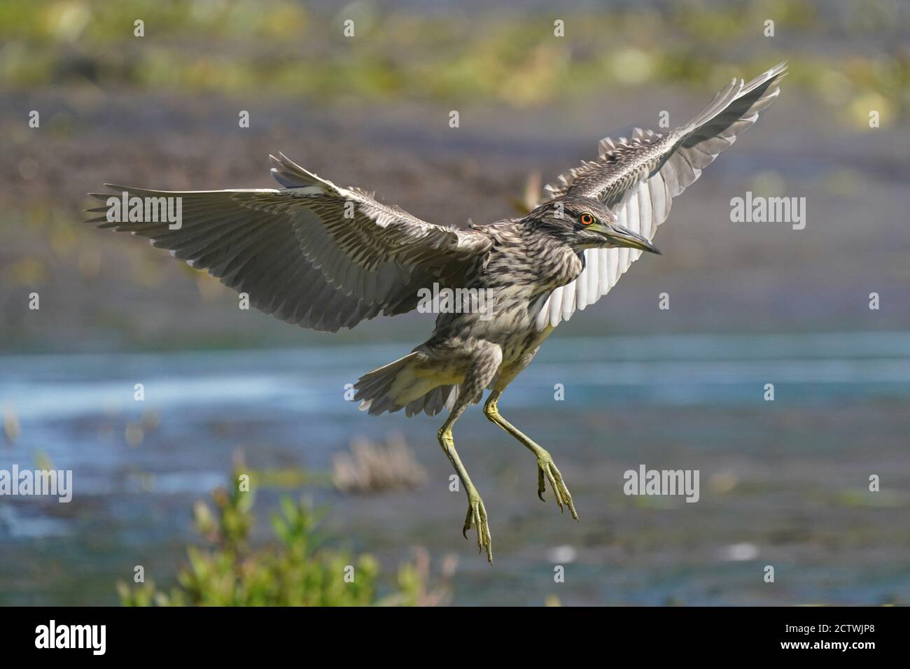Juvenile Black Crowned Night heron Stock Photo - Alamy