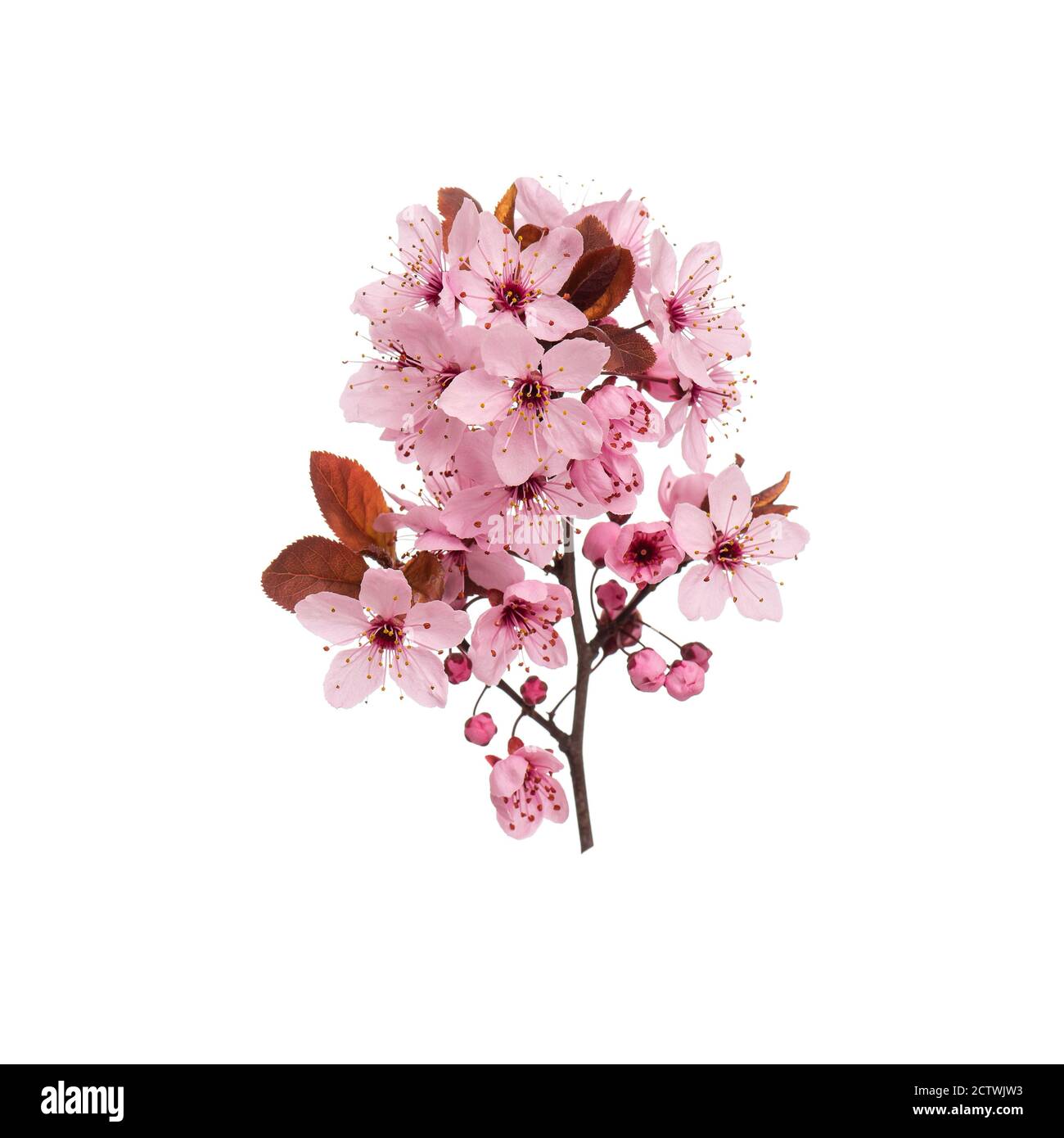 Spring tree branch with flowers on white Stock Photo - Alamy