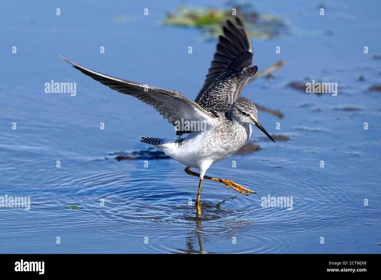 Greater and Lesser Yellow legs feeding and flying Stock Photo - Alamy