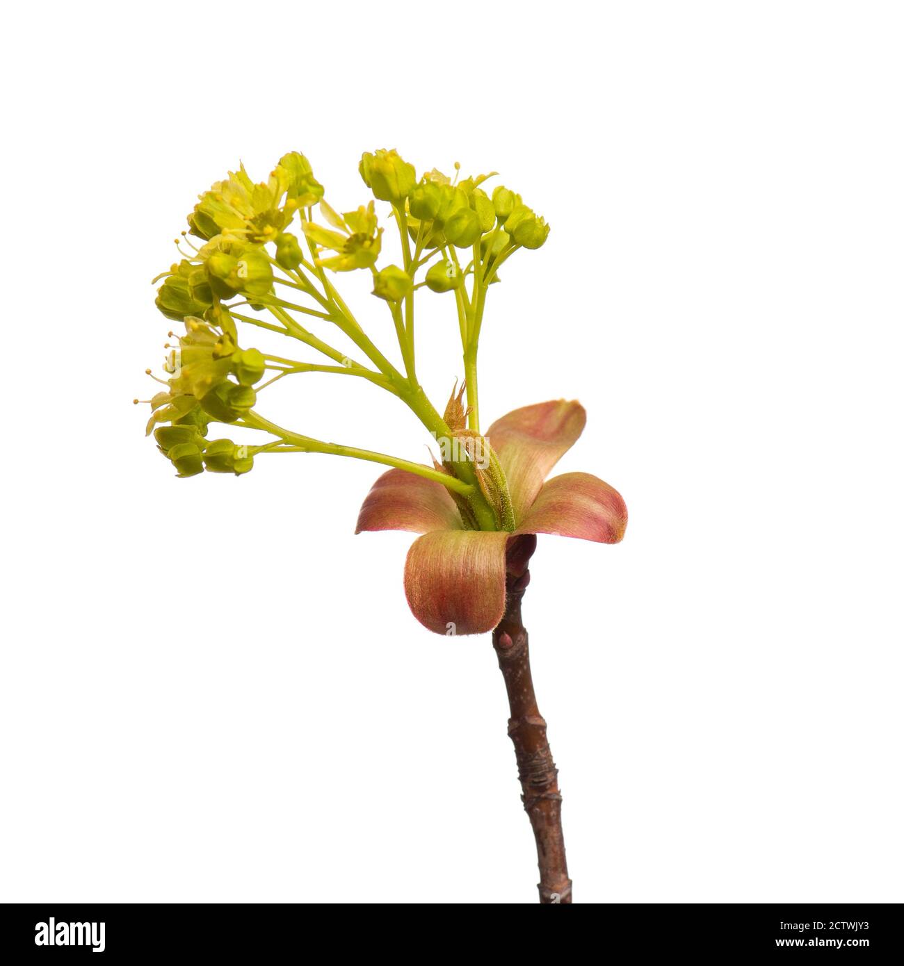 Spring tree branch with flowers Stock Photo - Alamy