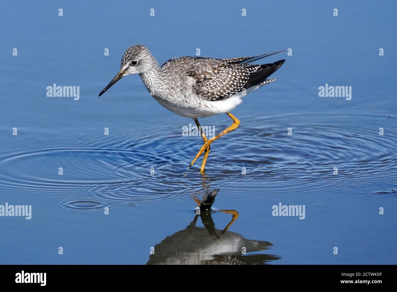 Greater and Lesser Yellow legs feeding and flying Stock Photo - Alamy