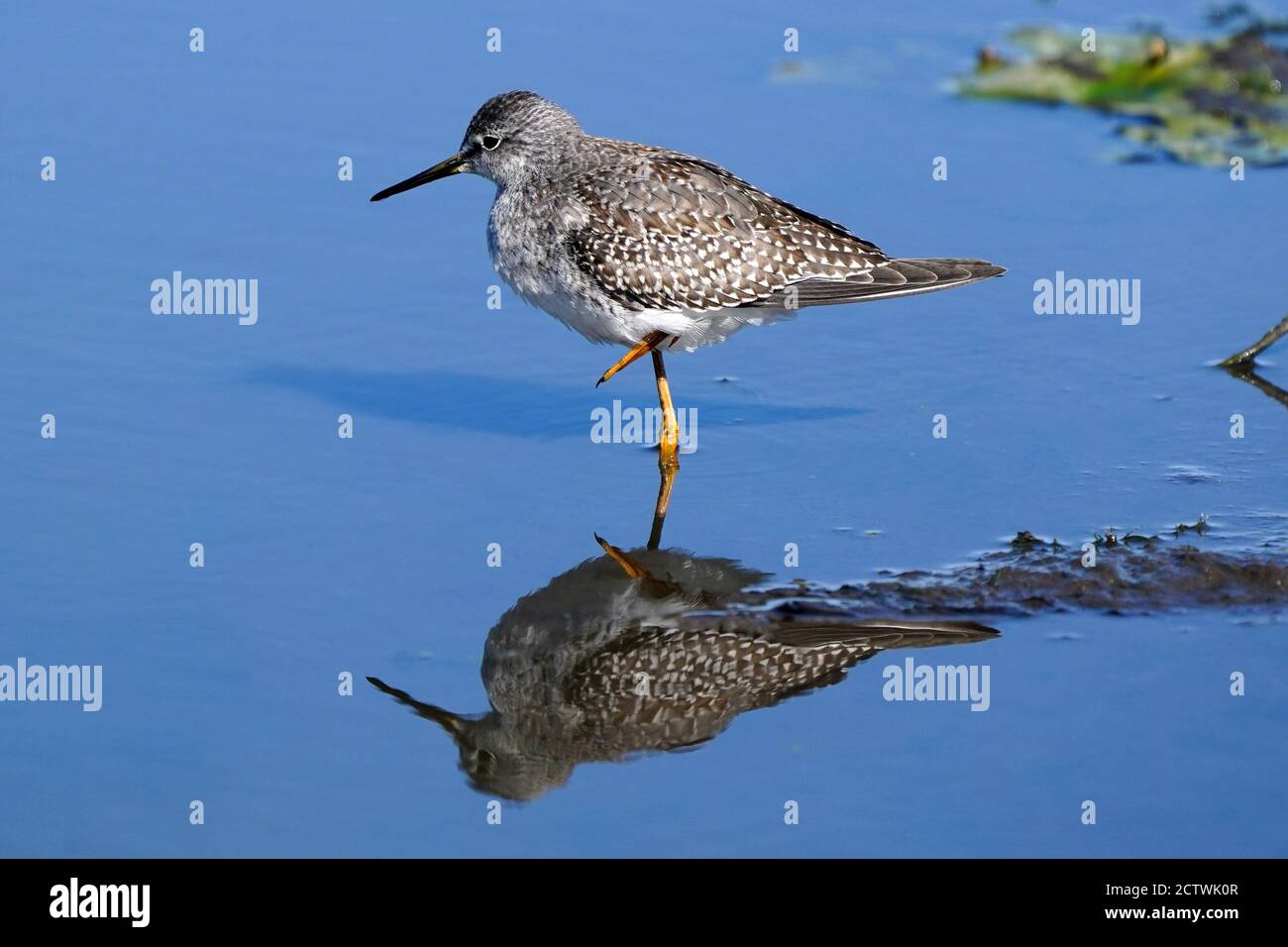 Greater and Lesser Yellow legs feeding and flying Stock Photo - Alamy