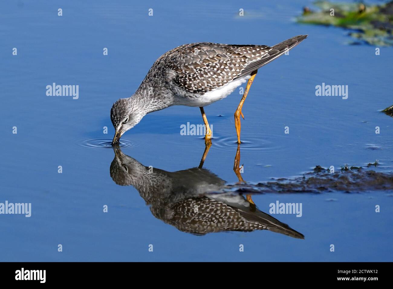 Greater and Lesser Yellow legs feeding and flying Stock Photo - Alamy
