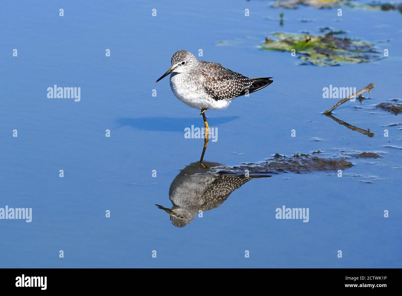 Greater and Lesser Yellow legs feeding and flying Stock Photo - Alamy