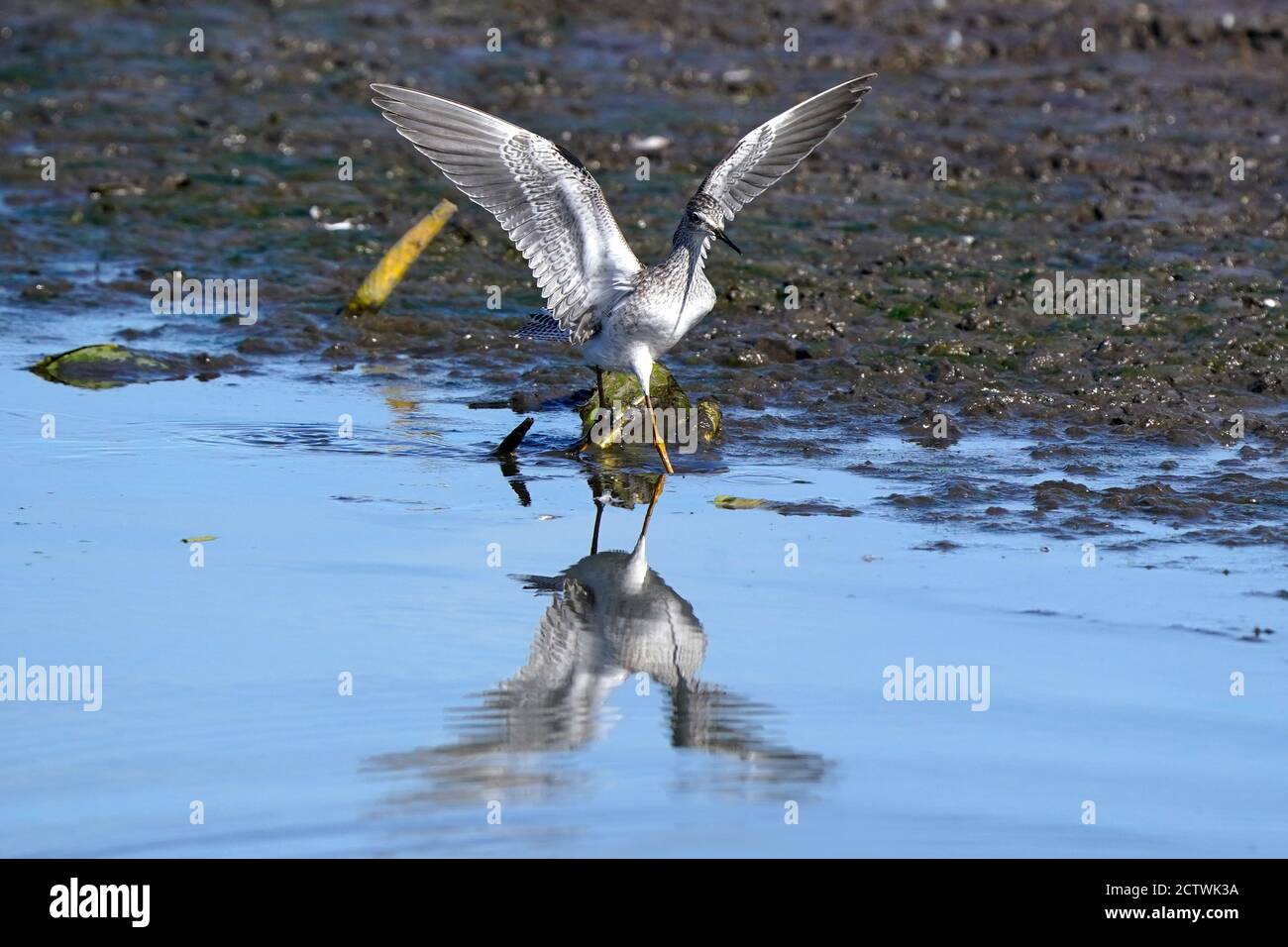 Greater and Lesser Yellow legs feeding and flying Stock Photo - Alamy