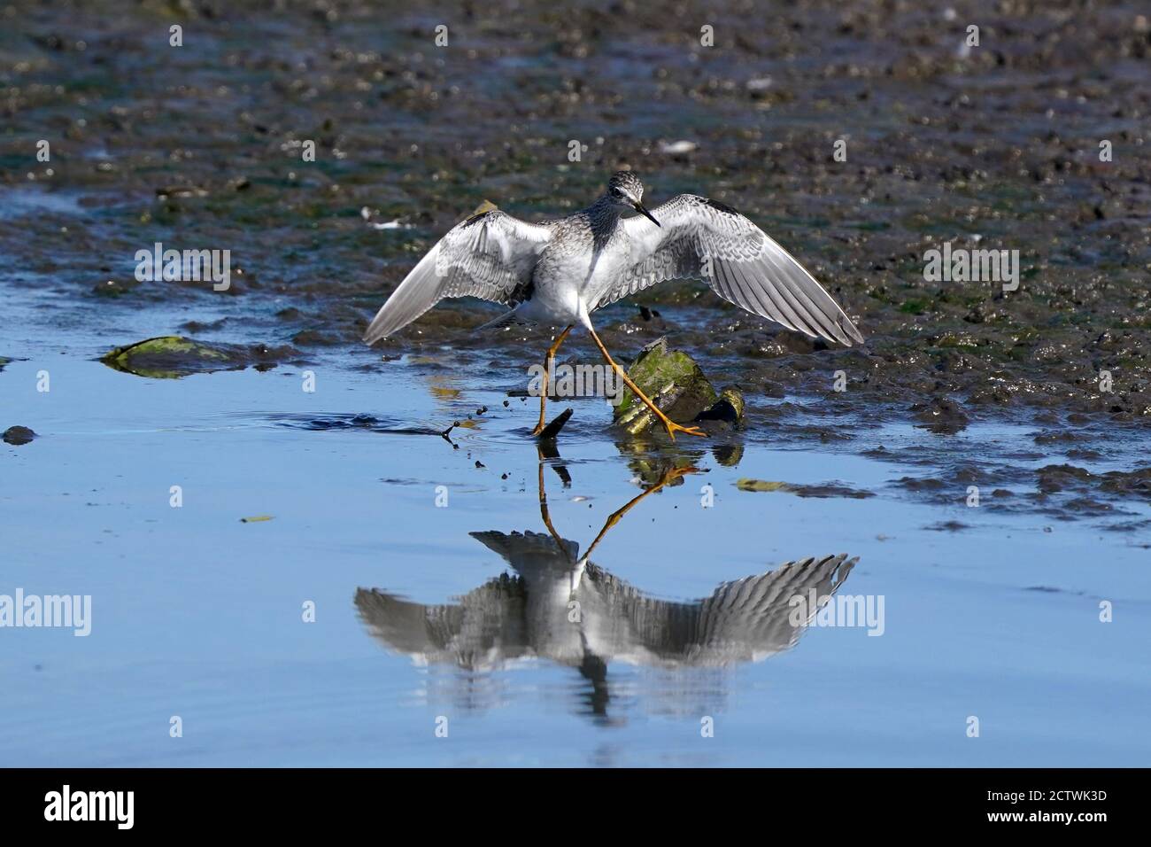 Greater and Lesser Yellow legs feeding and flying Stock Photo - Alamy