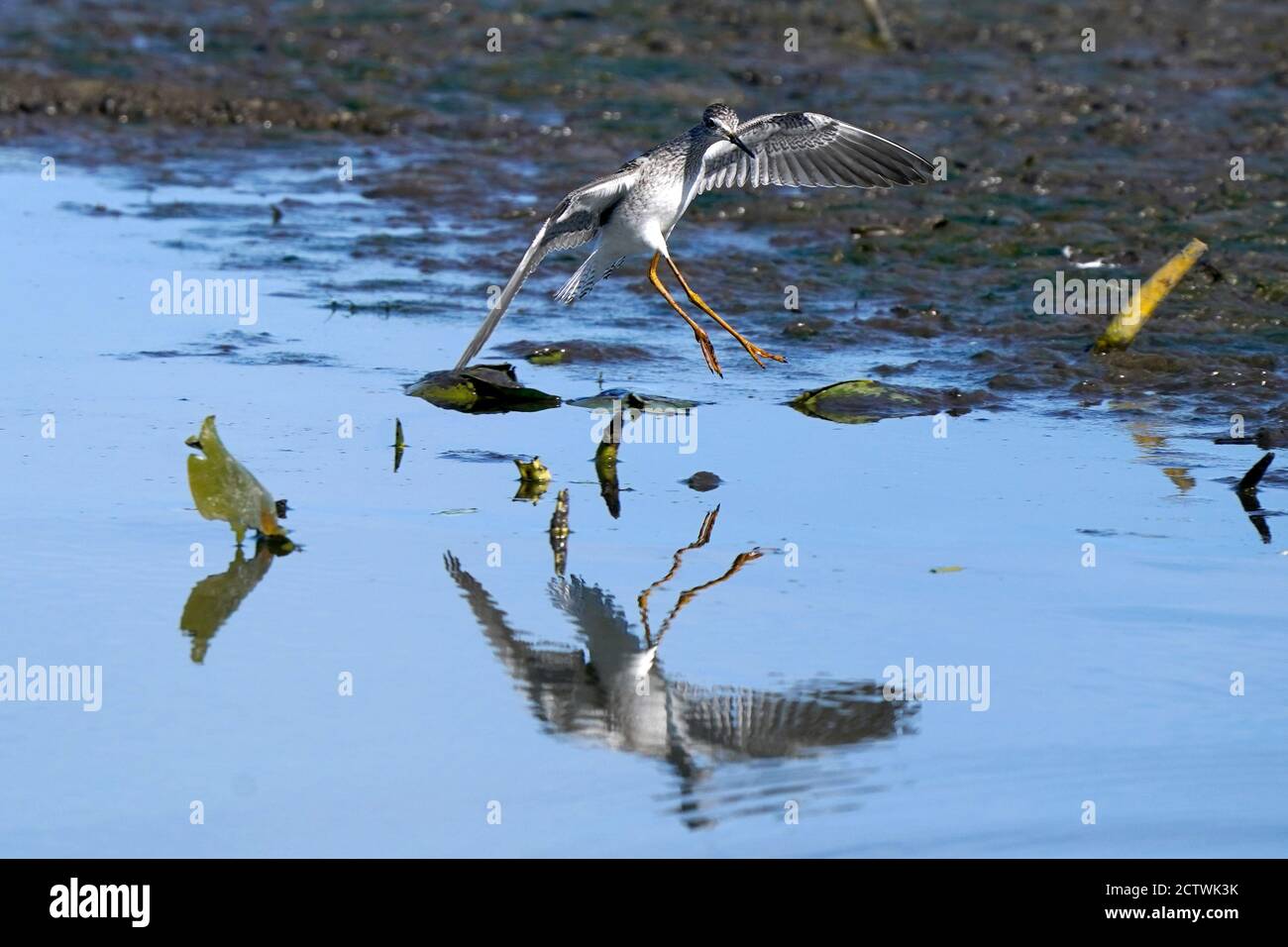 Greater and Lesser Yellow legs feeding and flying Stock Photo - Alamy