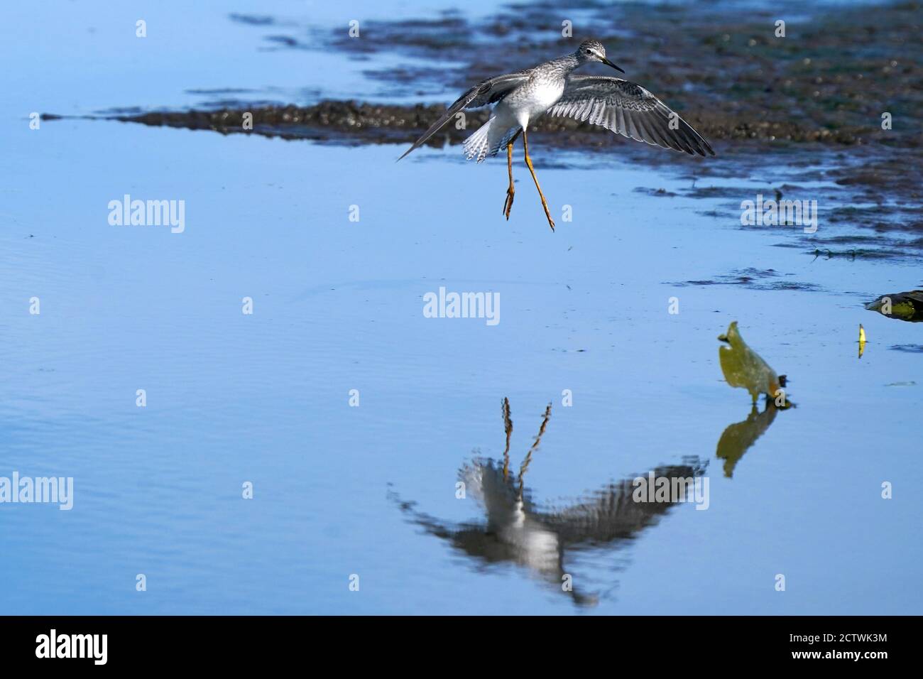 Greater and Lesser Yellow legs feeding and flying Stock Photo - Alamy