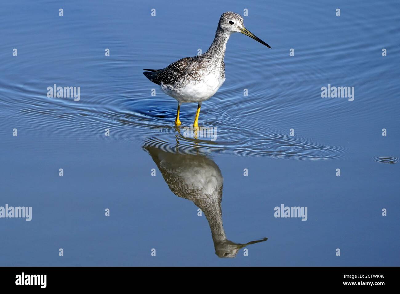 Greater and Lesser Yellow legs feeding and flying Stock Photo - Alamy
