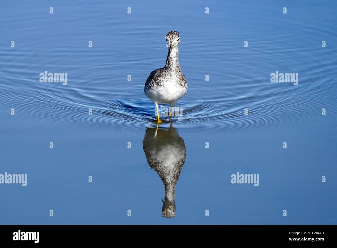 Greater and Lesser Yellow legs feeding and flying Stock Photo - Alamy