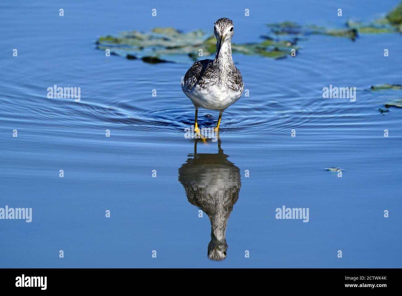 Greater and Lesser Yellow legs feeding and flying Stock Photo - Alamy
