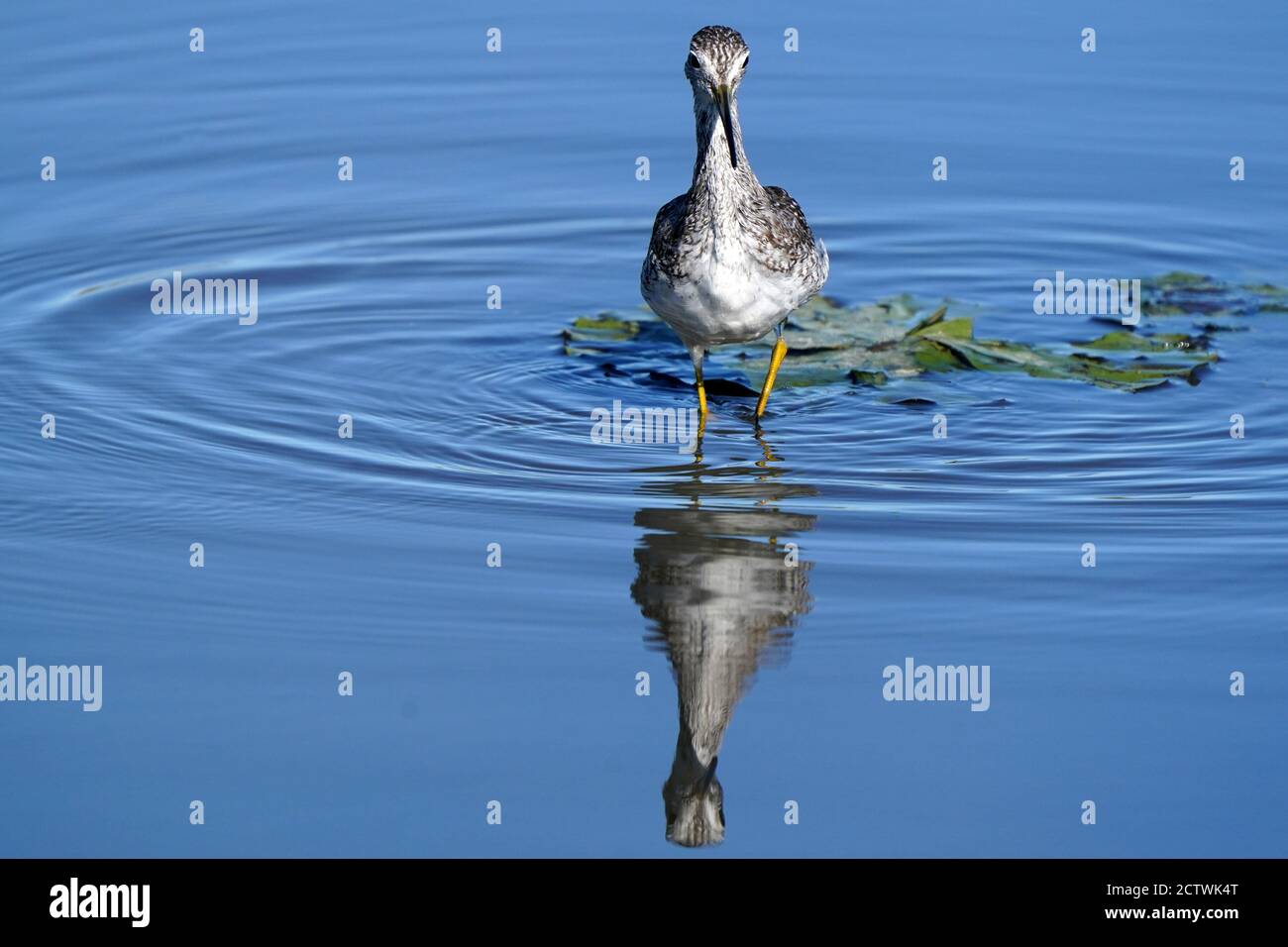 Greater and Lesser Yellow legs feeding and flying Stock Photo - Alamy