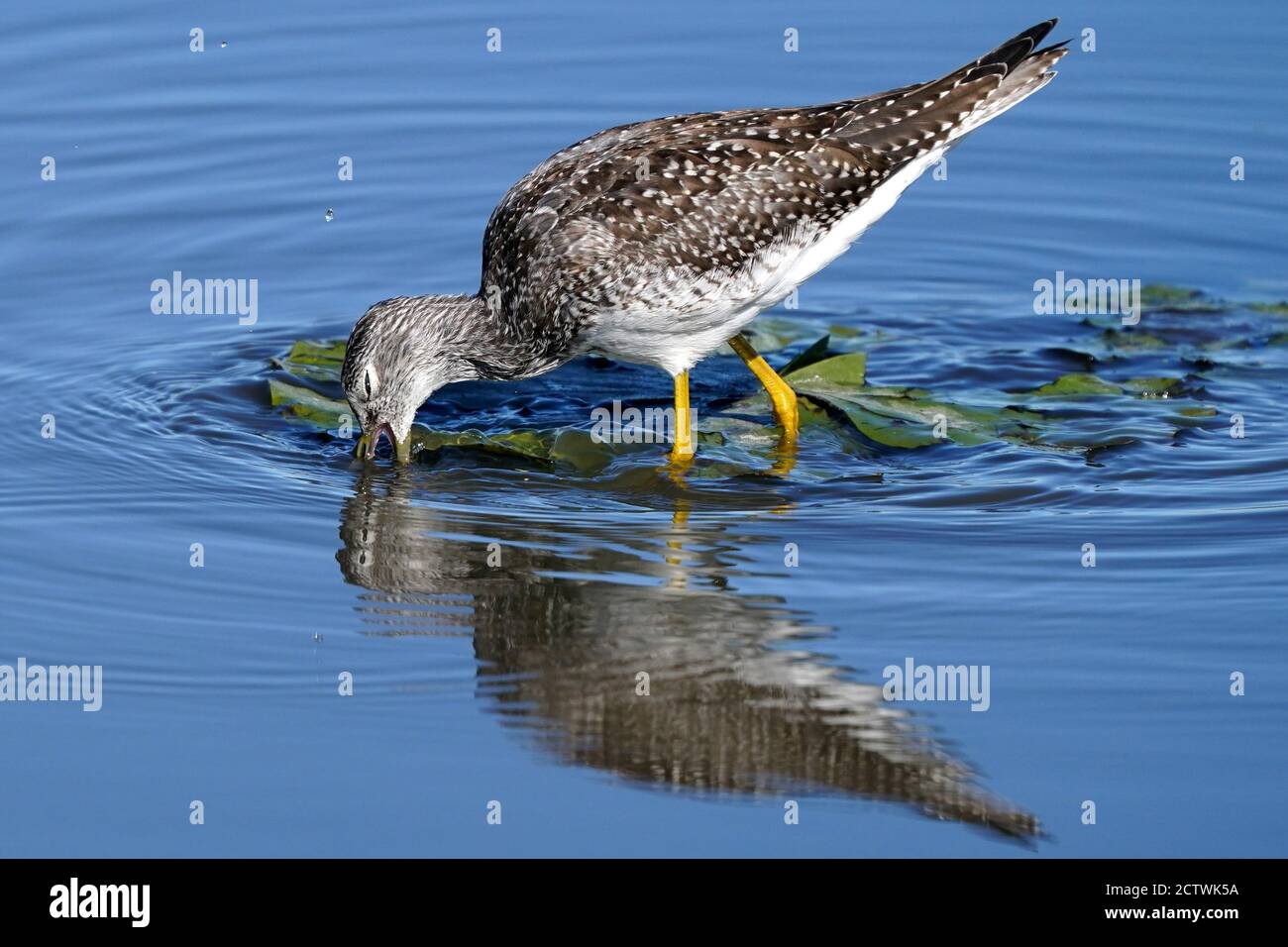 Greater and Lesser Yellow legs feeding and flying Stock Photo - Alamy