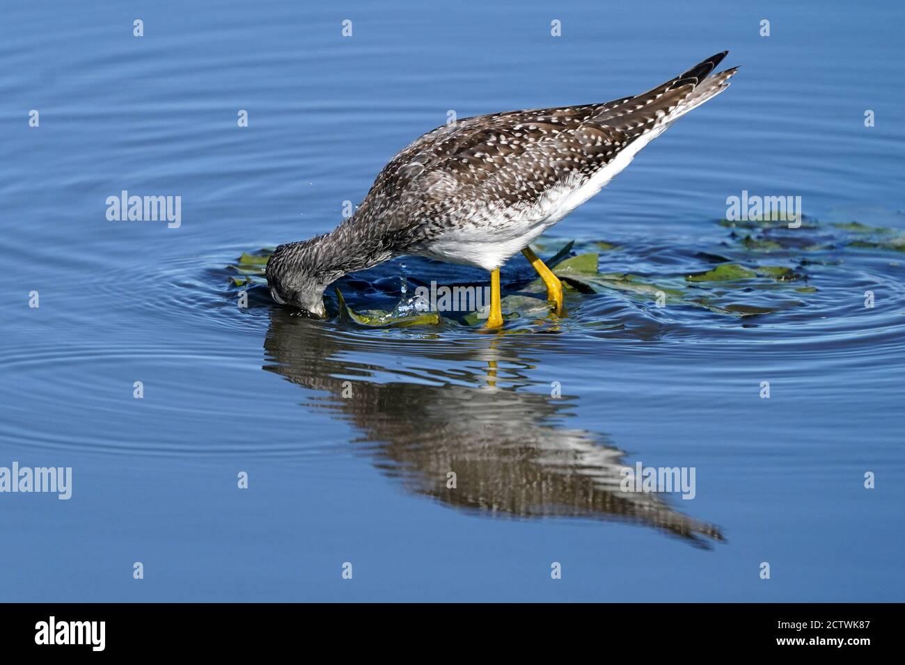Greater and Lesser Yellow legs feeding and flying Stock Photo - Alamy