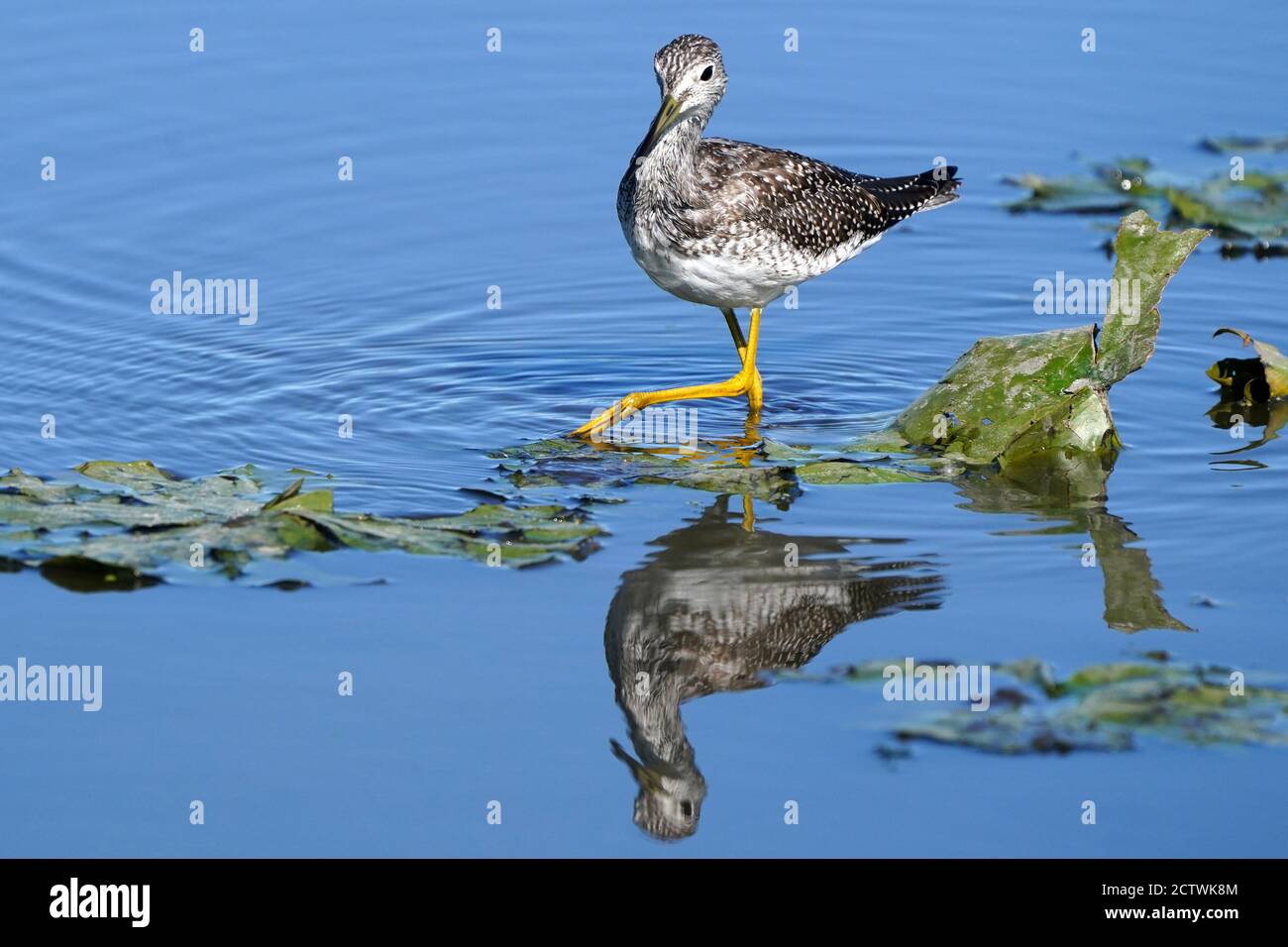 Greater and Lesser Yellow legs feeding and flying Stock Photo - Alamy