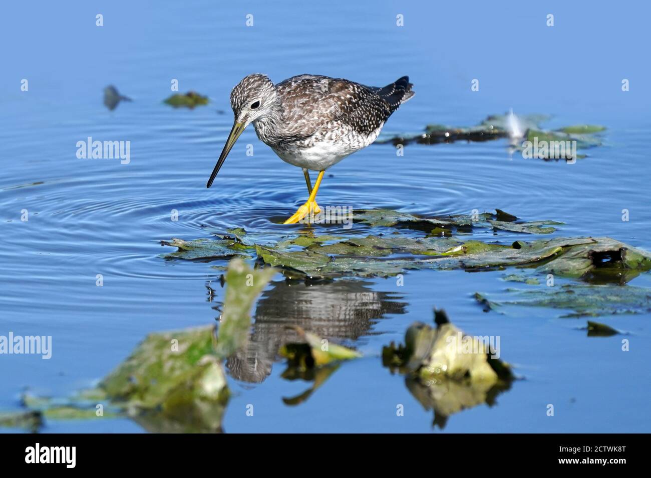 Greater and Lesser Yellow legs feeding and flying Stock Photo - Alamy