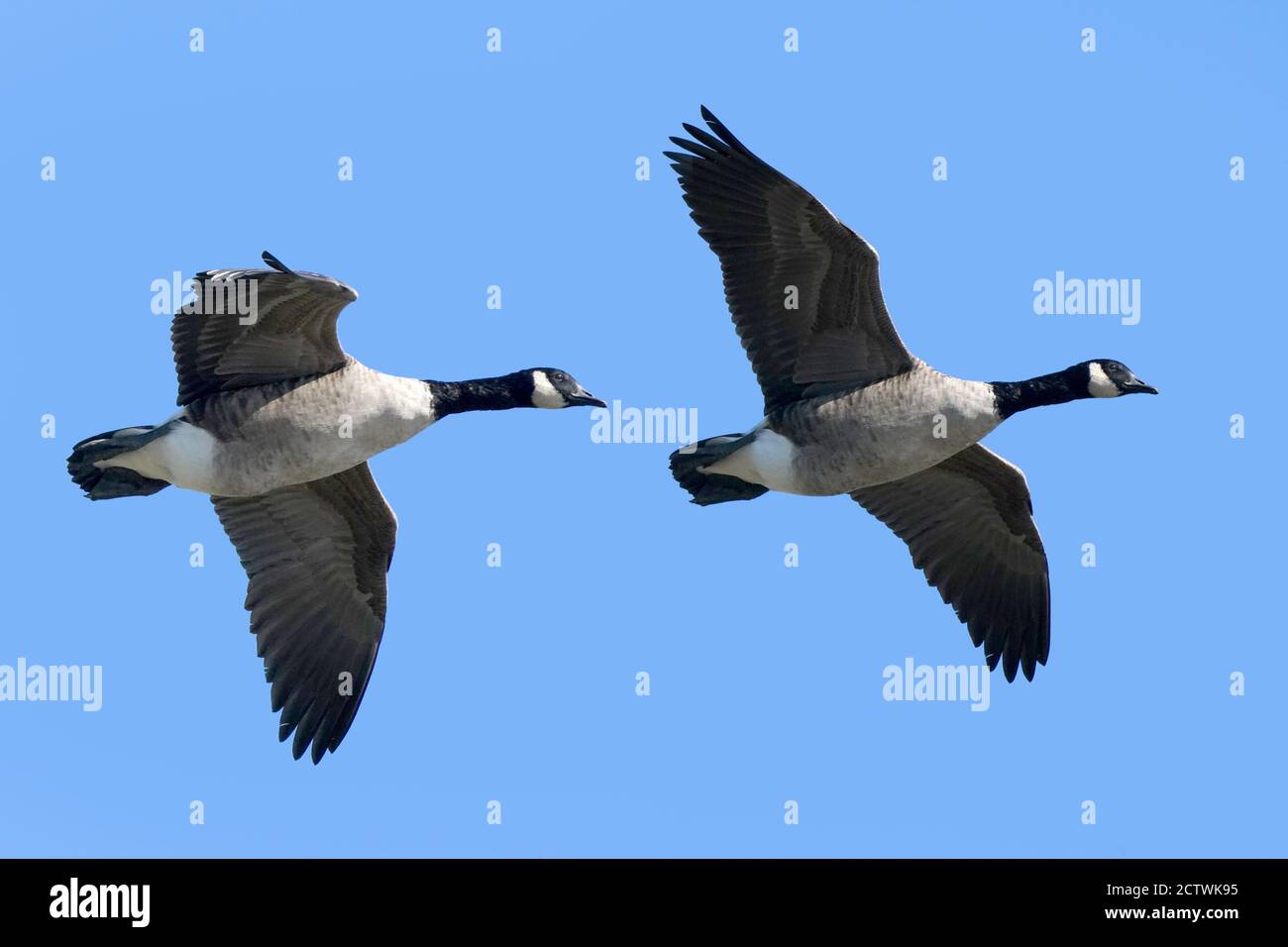 Problem geese hi-res stock photography and images - Alamy