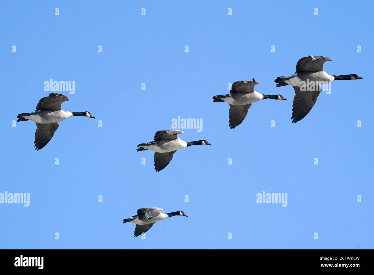 Problem geese hi-res stock photography and images - Alamy