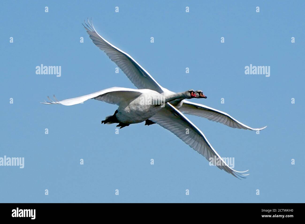 Feet hang back when flying hi-res stock photography and images - Alamy