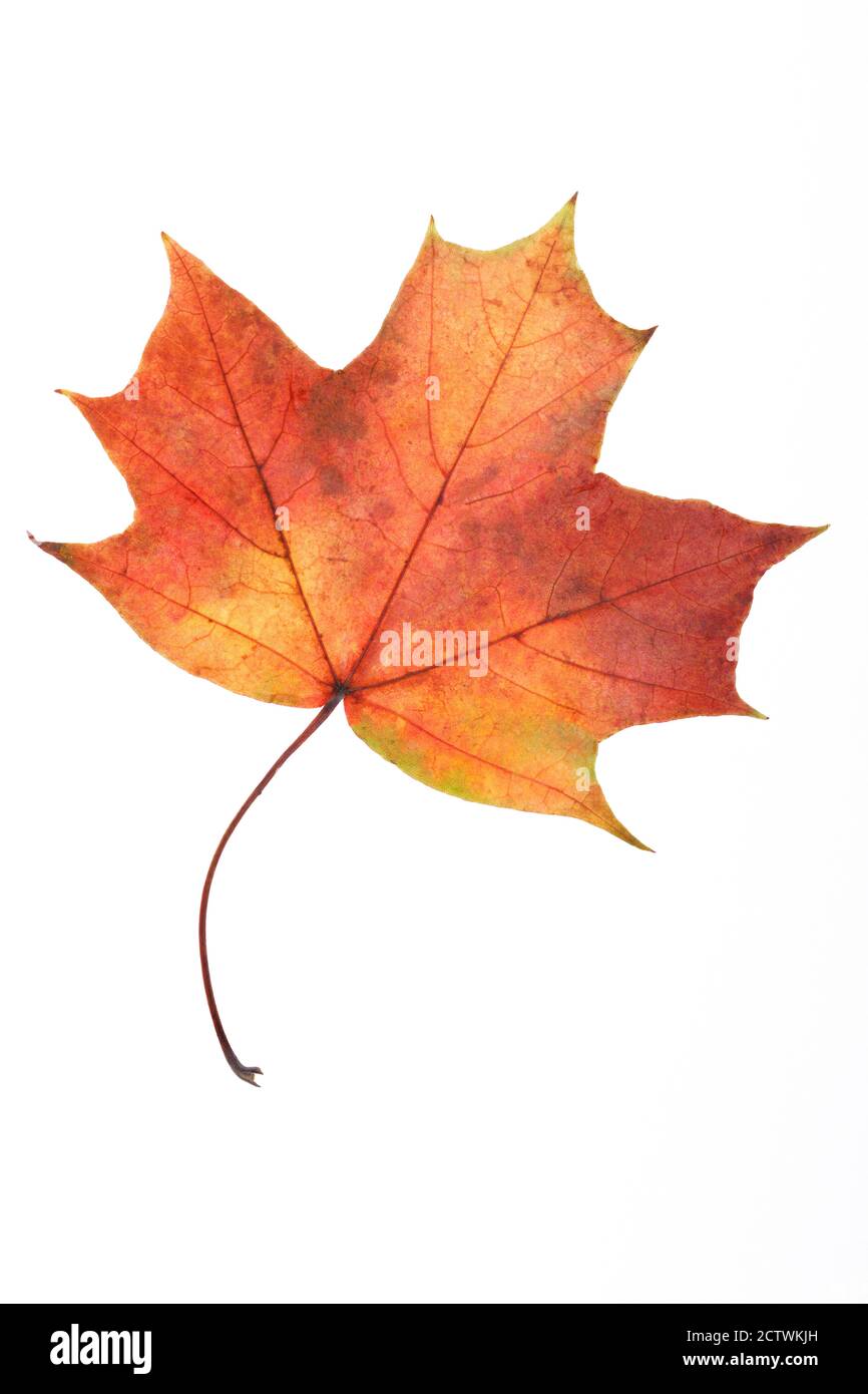 multicolored maple leaf isolated on white background Stock Photo - Alamy