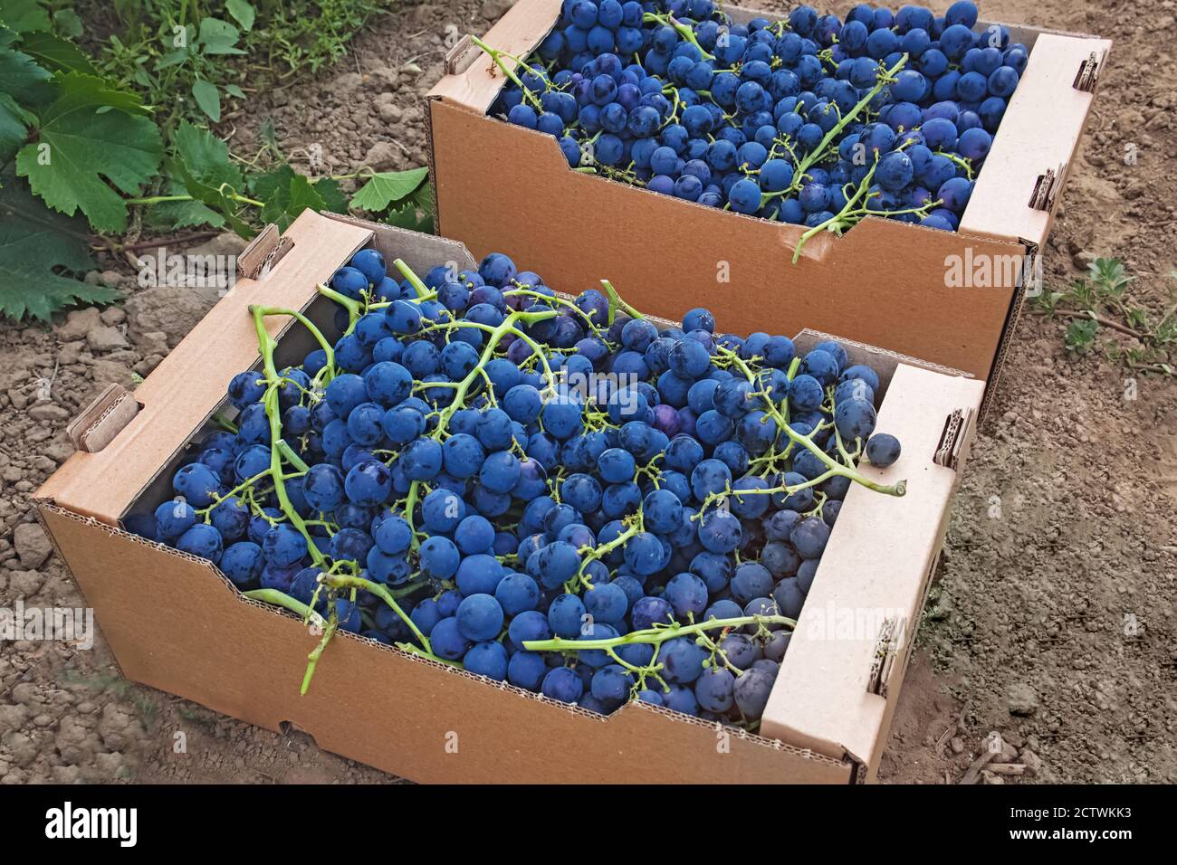 Grapes harvest red boxes hi-res stock photography and images - Alamy