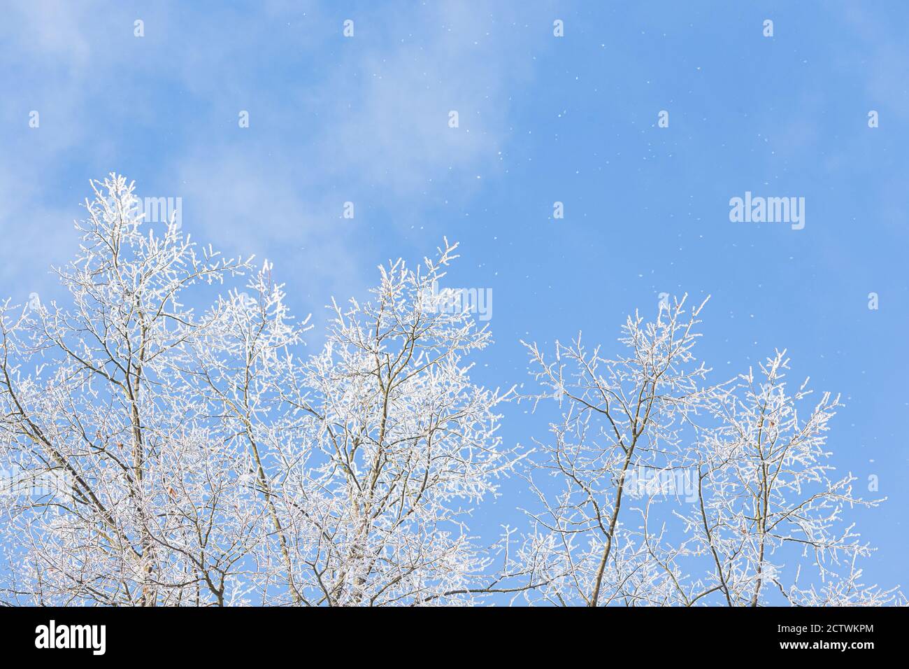 Tree branches covered in frost snow cold winter day Stock Photo - Alamy