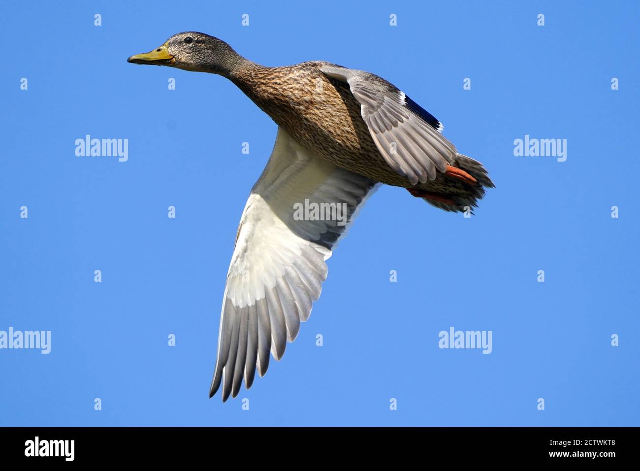 Mallard duck with head tucked in wing hi-res stock photography and ...