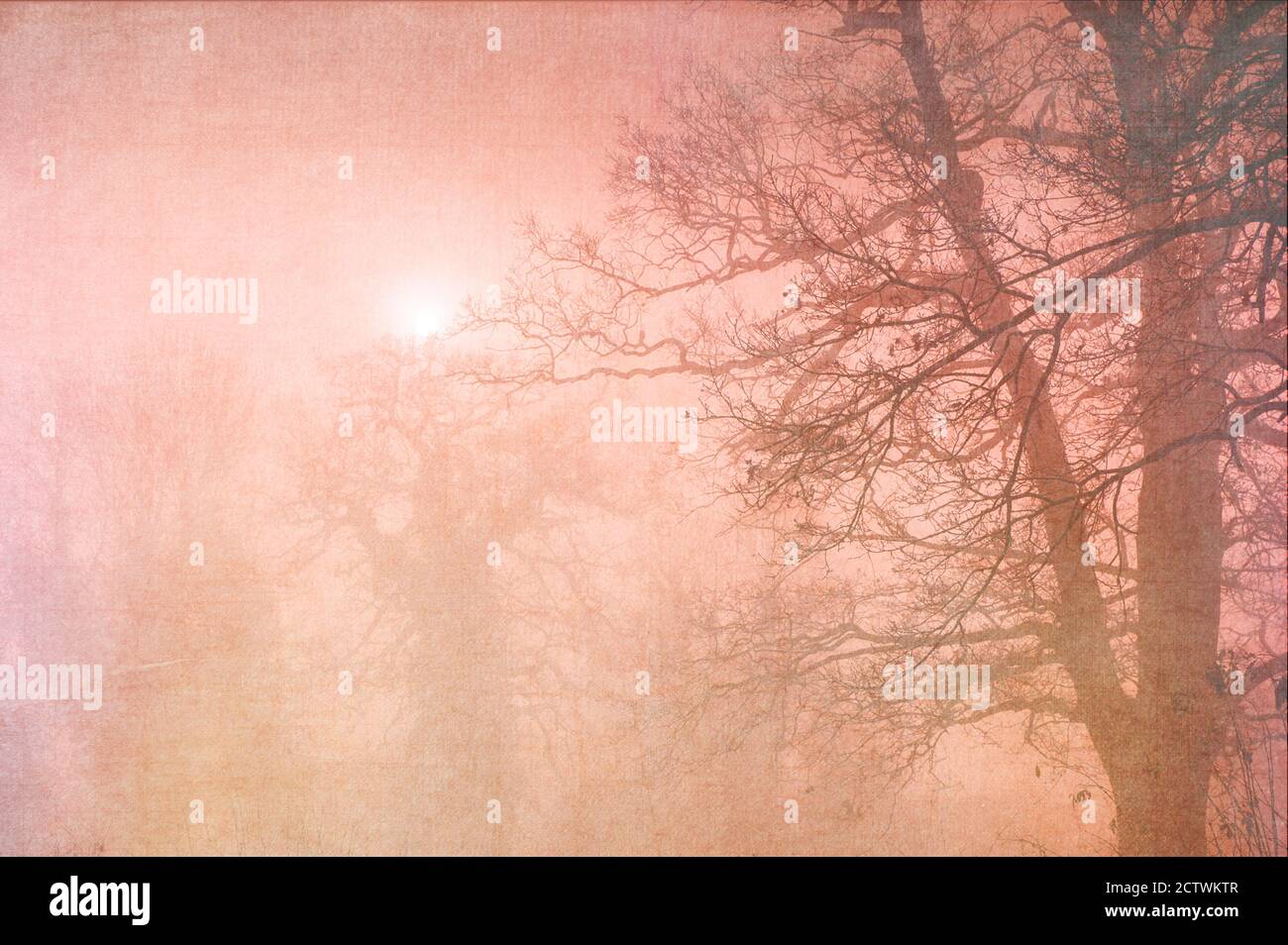 Ancient oak trees in a mist in England Stock Photo - Alamy