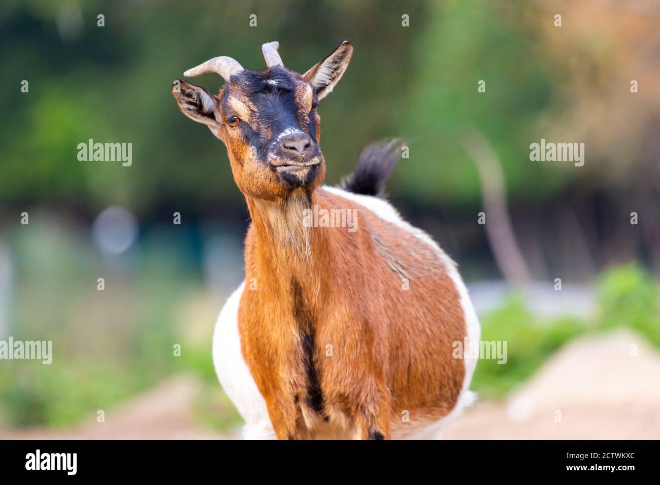 Portrait of a goat at a farm Stock Photo - Alamy