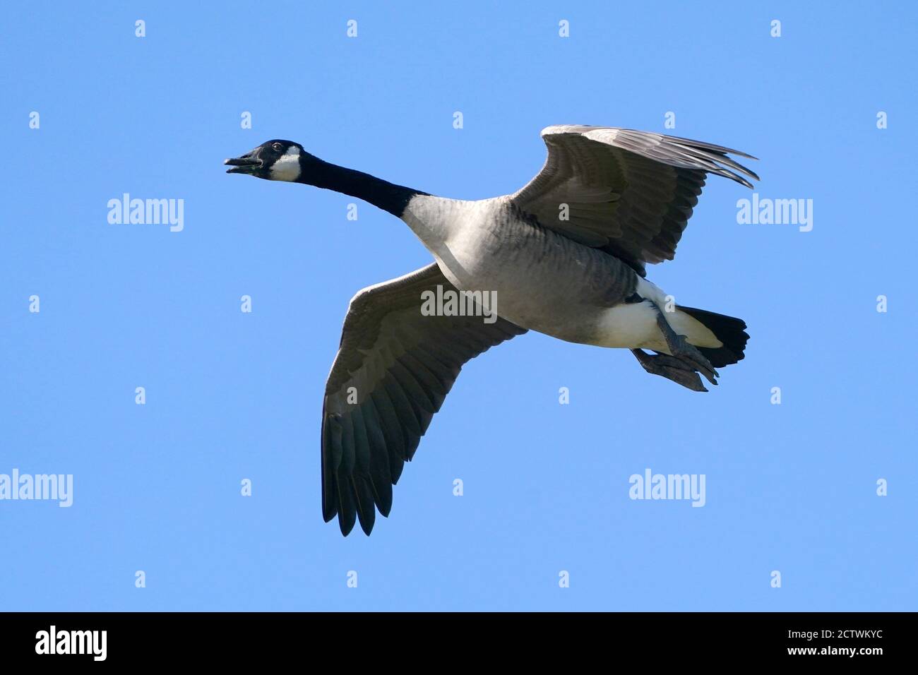 Domestic geese man hi-res stock photography and images - Alamy
