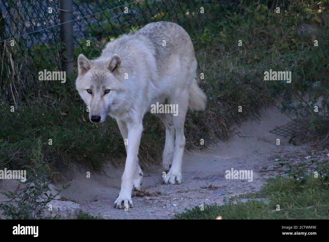 Wolves in zoos hi-res stock photography and images - Alamy