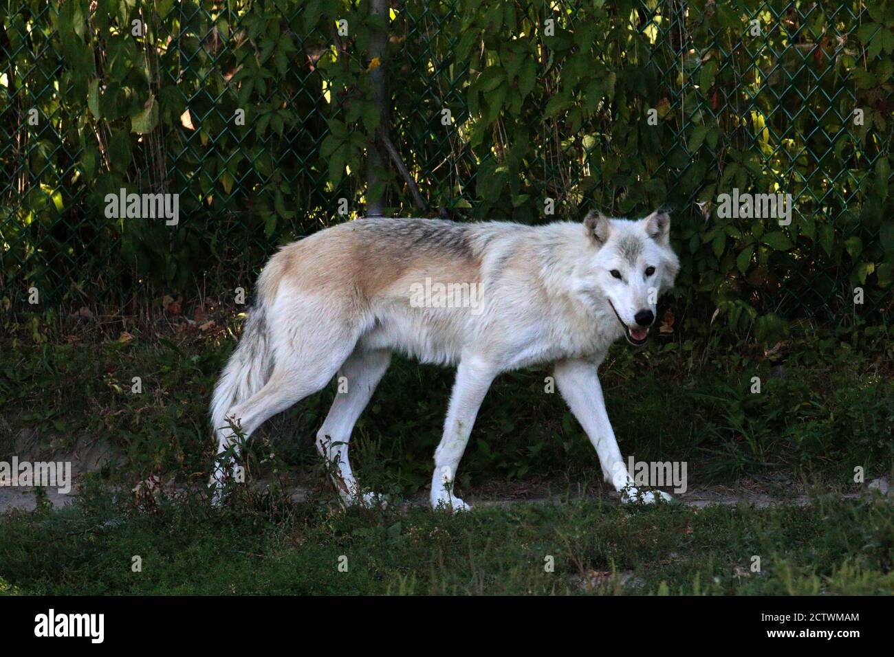 Wolf link fence hi-res stock photography and images - Alamy