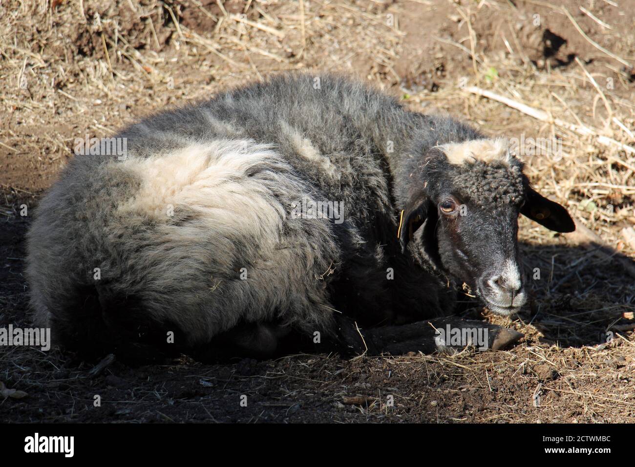 Schafbock hi-res stock photography and images - Alamy