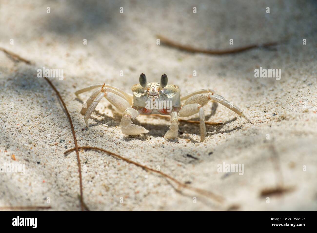 Ocypodidae hi-res stock photography and images - Alamy